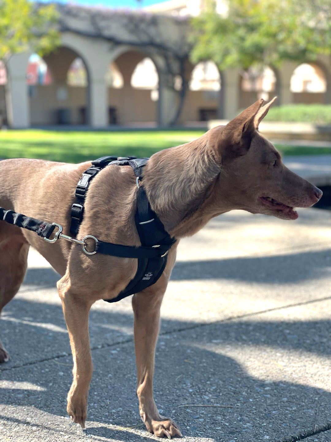 DUO HARNESSES – DUO TECHNICAL GEAR
