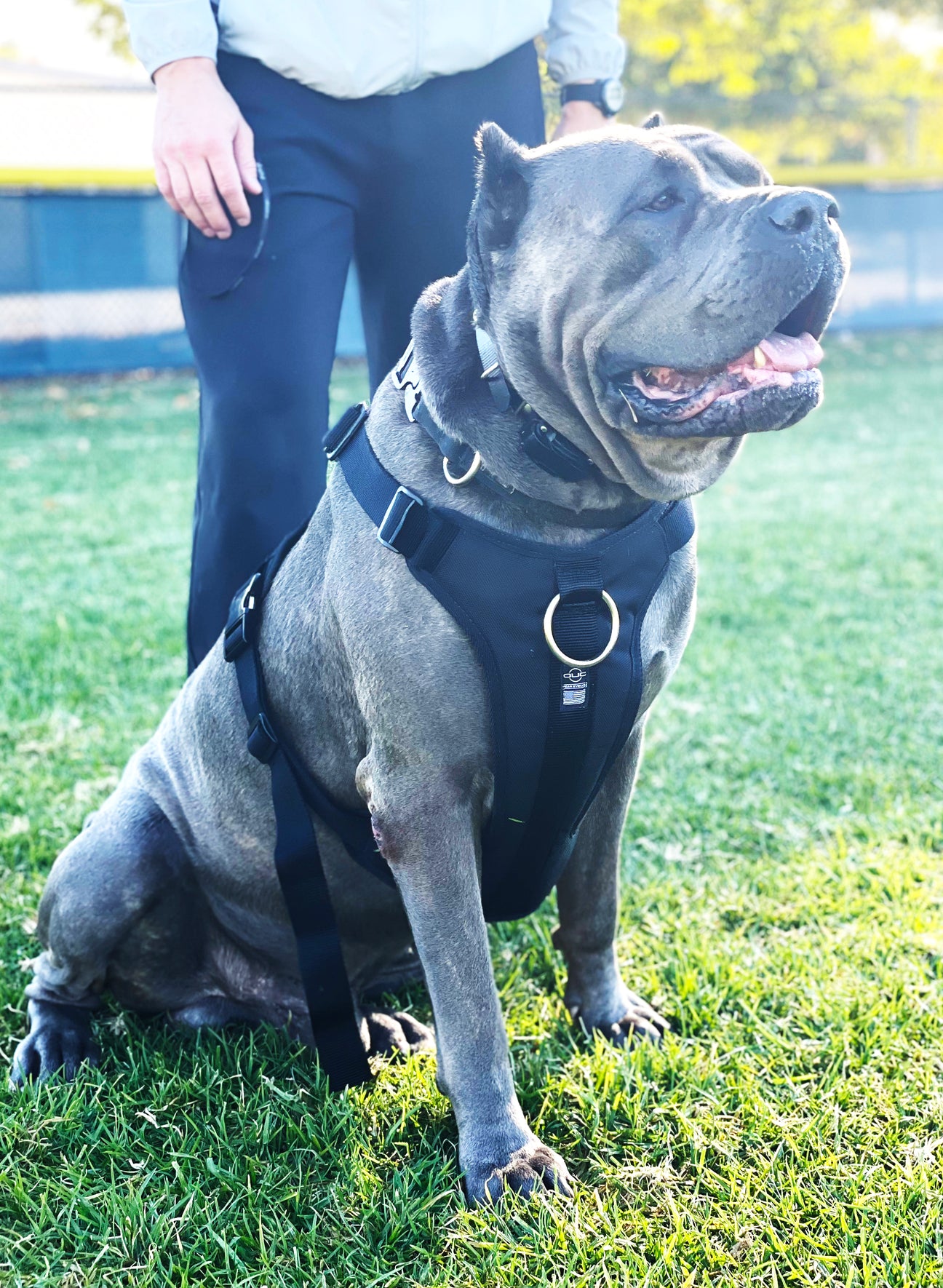 DUO 'ECLIPSE' Adventure Dog Harness – DUO TECHNICAL GEAR